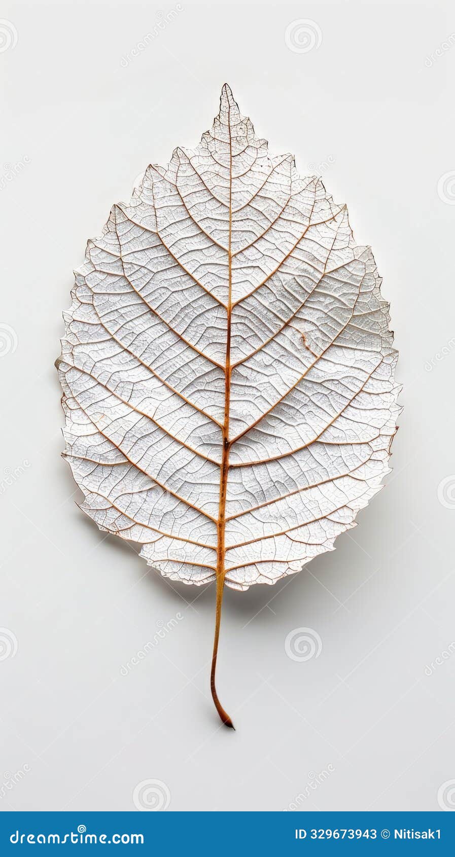 Leaf Skeleton,Leaf Veins, Close-up Of Leaf Structure, Detailed ...