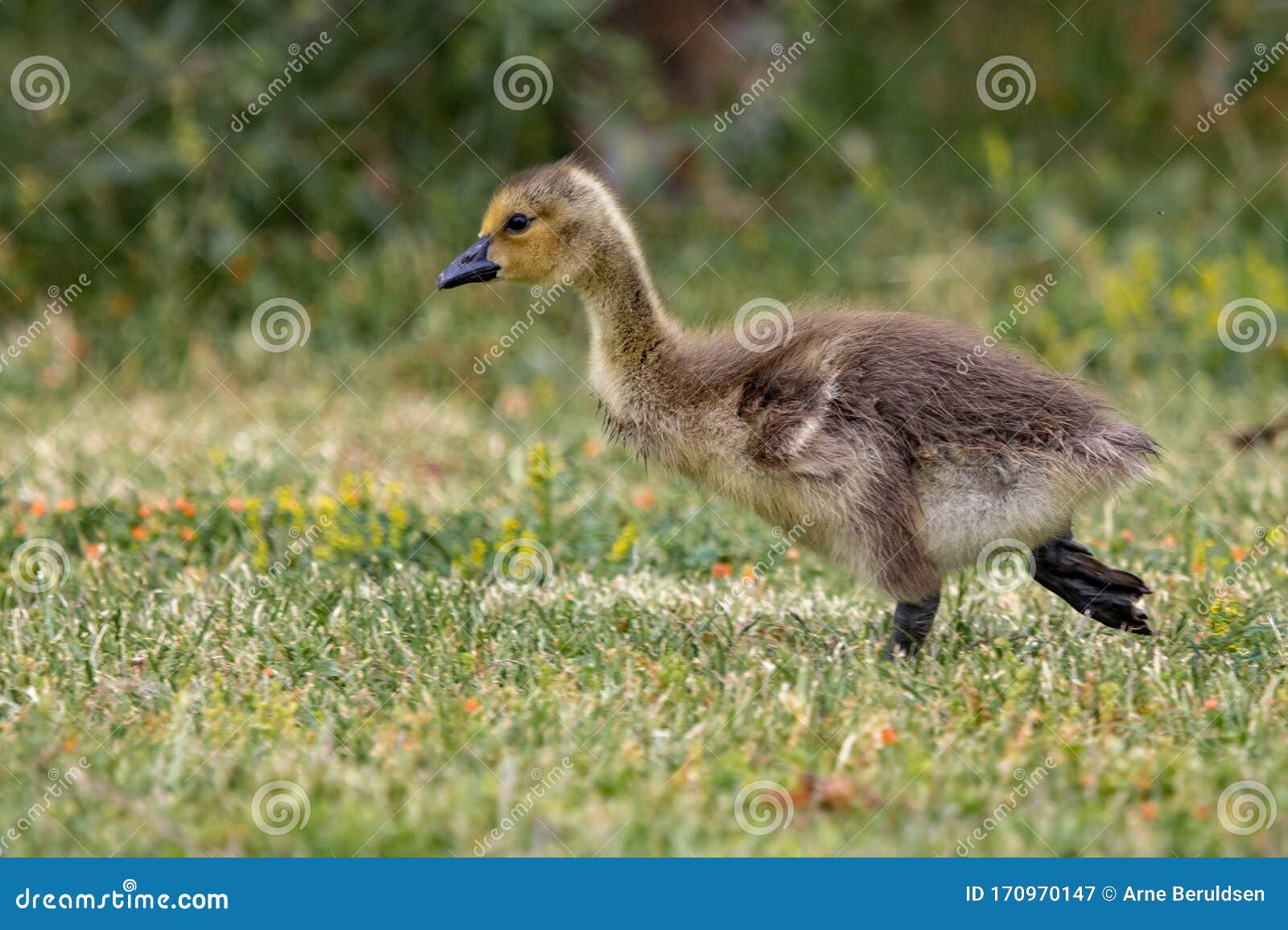 A Baby Canadian Goose stock image. Image of goose, animals - 170970147