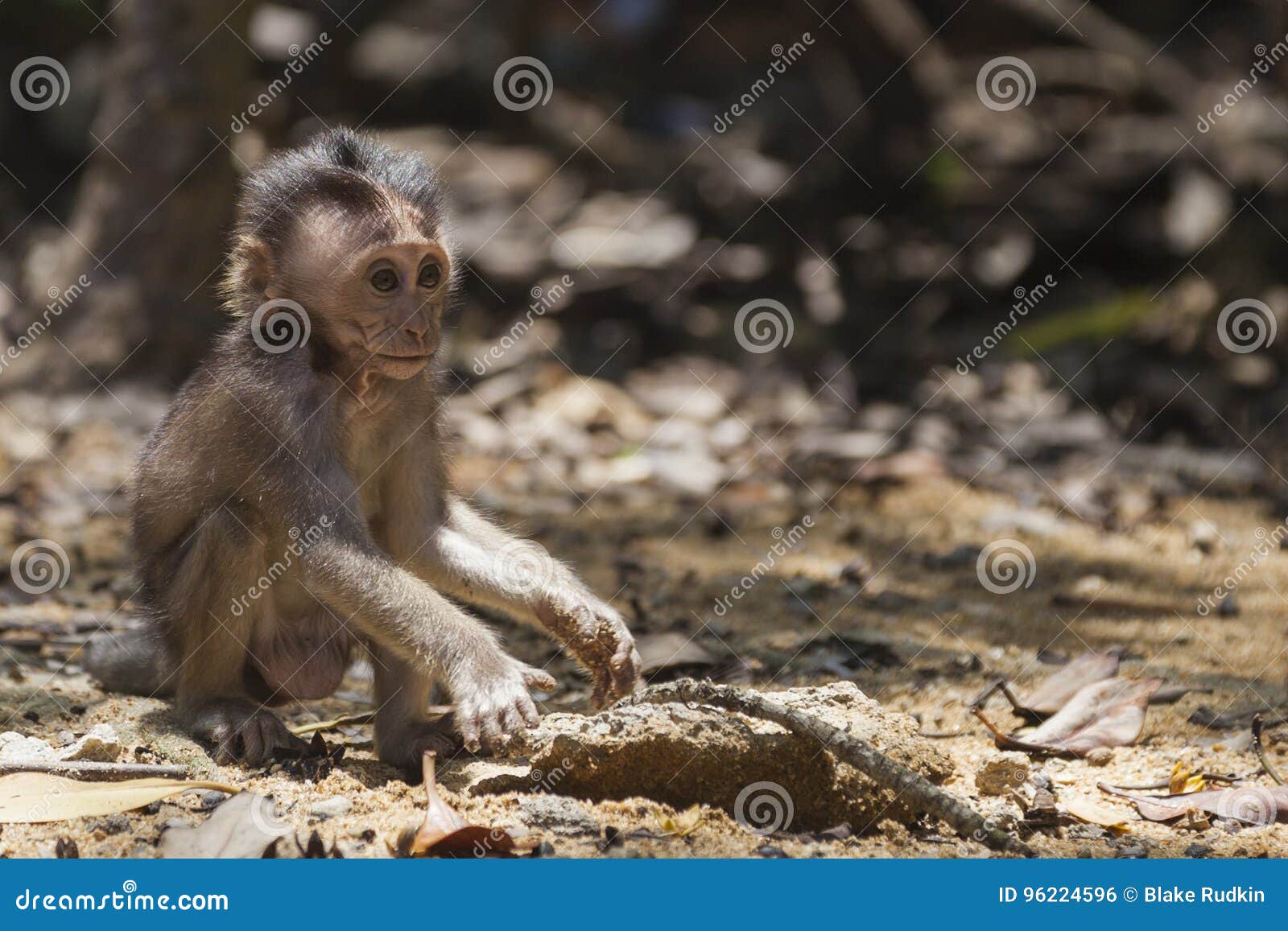 Lone baby monkey stock photo. Image of nature, cute, forest - 96224596
