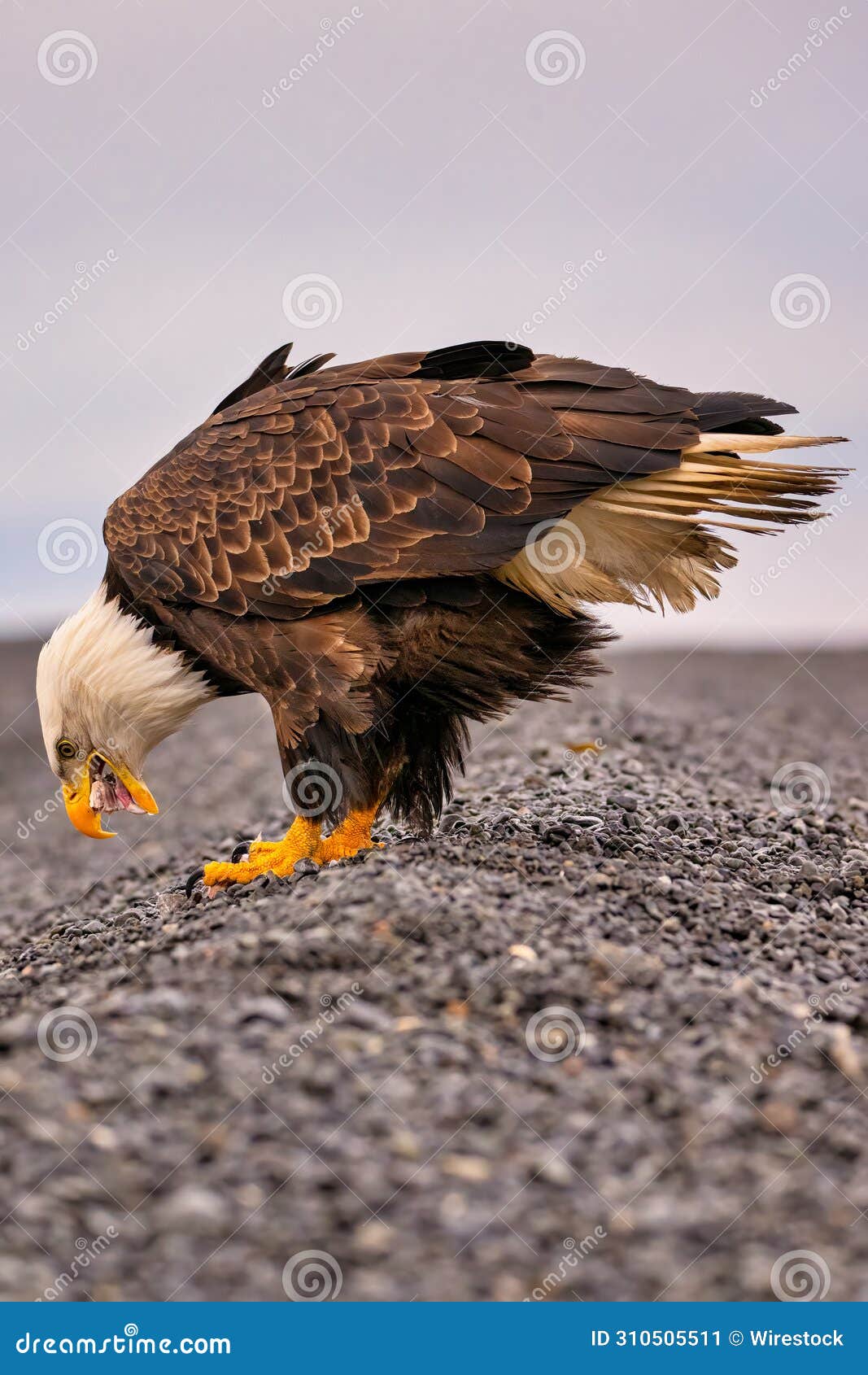 Lone Bald Eagle Sits with Wings Spread on the Ground Stock Image ... Lone Bald Eagle Sits with Wings Spread on the Ground Stock Image ...