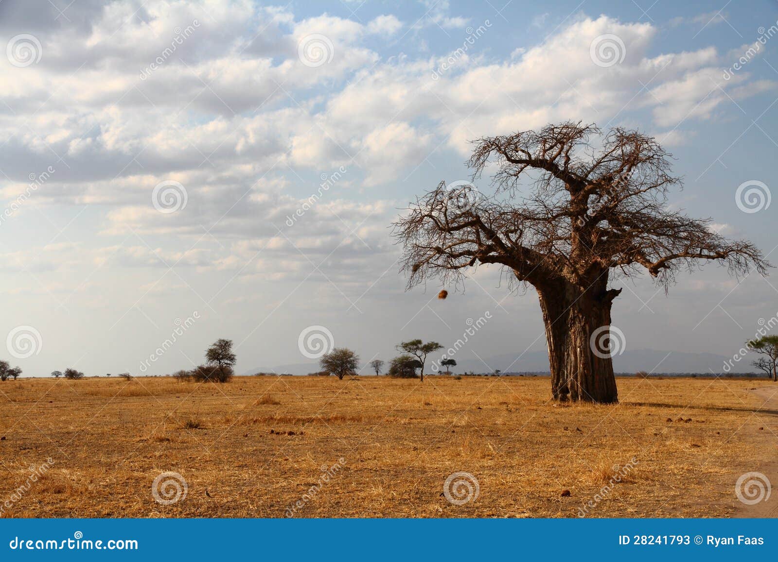 Baobab African Baobab Tree In Zimbabwe South Africa Royalty-Free Stock ...