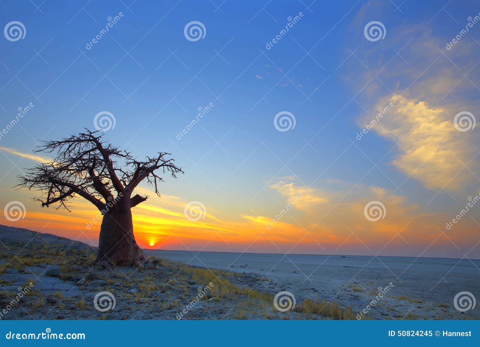 Lone Baobab sunset stock image. Image of botswana, outdoor - 50824245