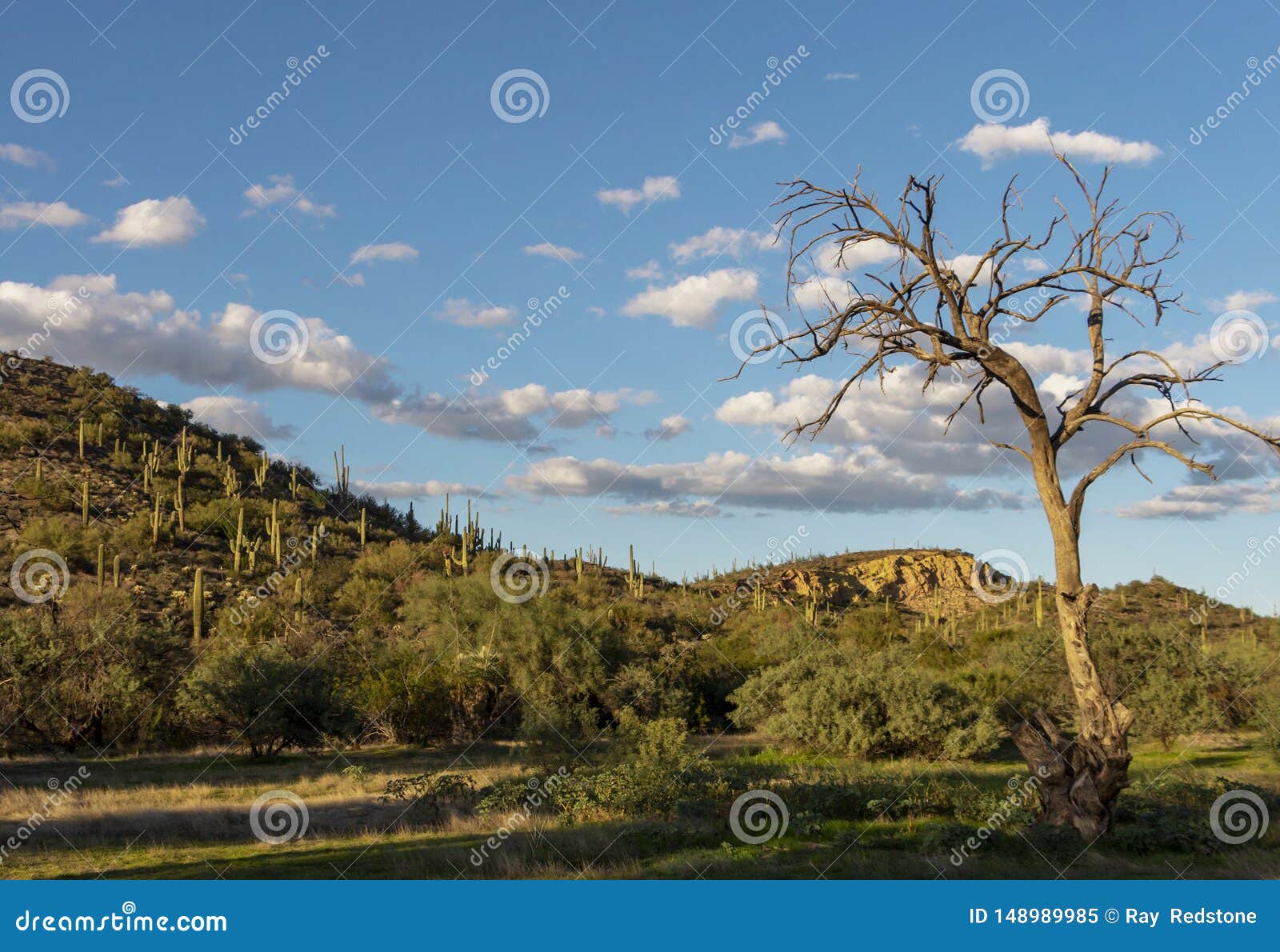 Lone Bare Tree with Arizona Desert Background Stock Image - Image of ...