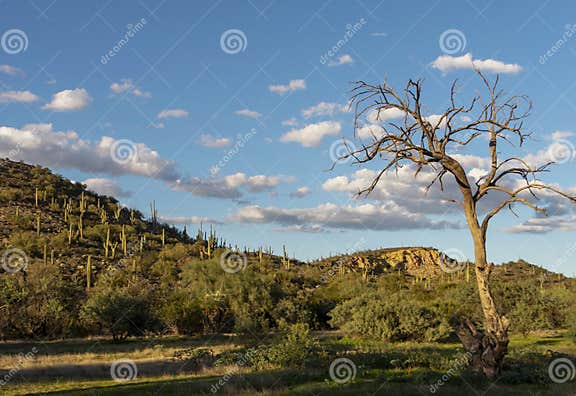 Lone Bare Tree with Arizona Desert Background Stock Image - Image of ...