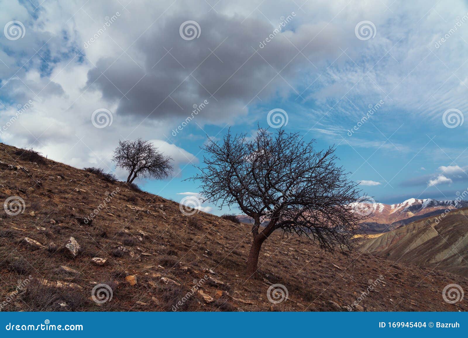 Lone Bare Tree on a Mountainside Stock Photo - Image of cold, bare ...