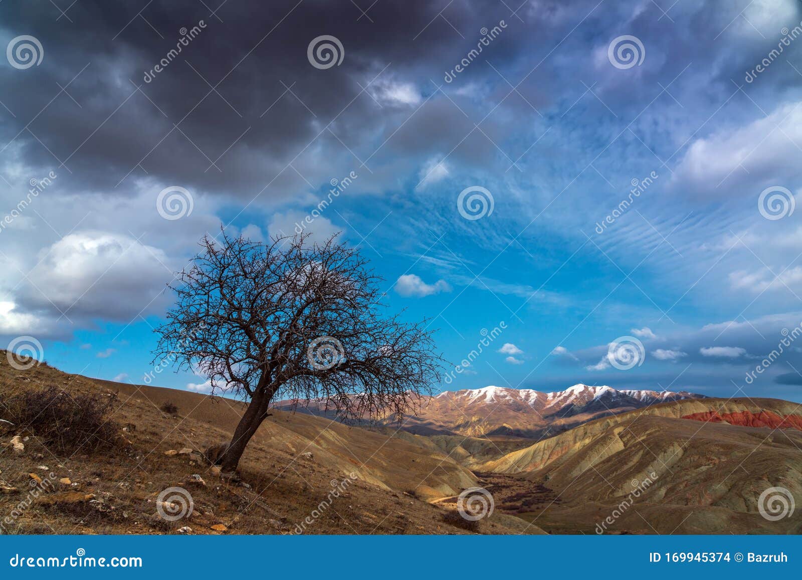 Lone Bare Tree on a Mountainside Stock Photo - Image of nature, blue ...