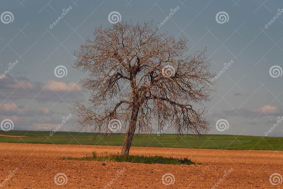 Lone Bare Tree Standing in a Meadow of Dried, Grass Stock Image - Image of rural, wild: 282558407