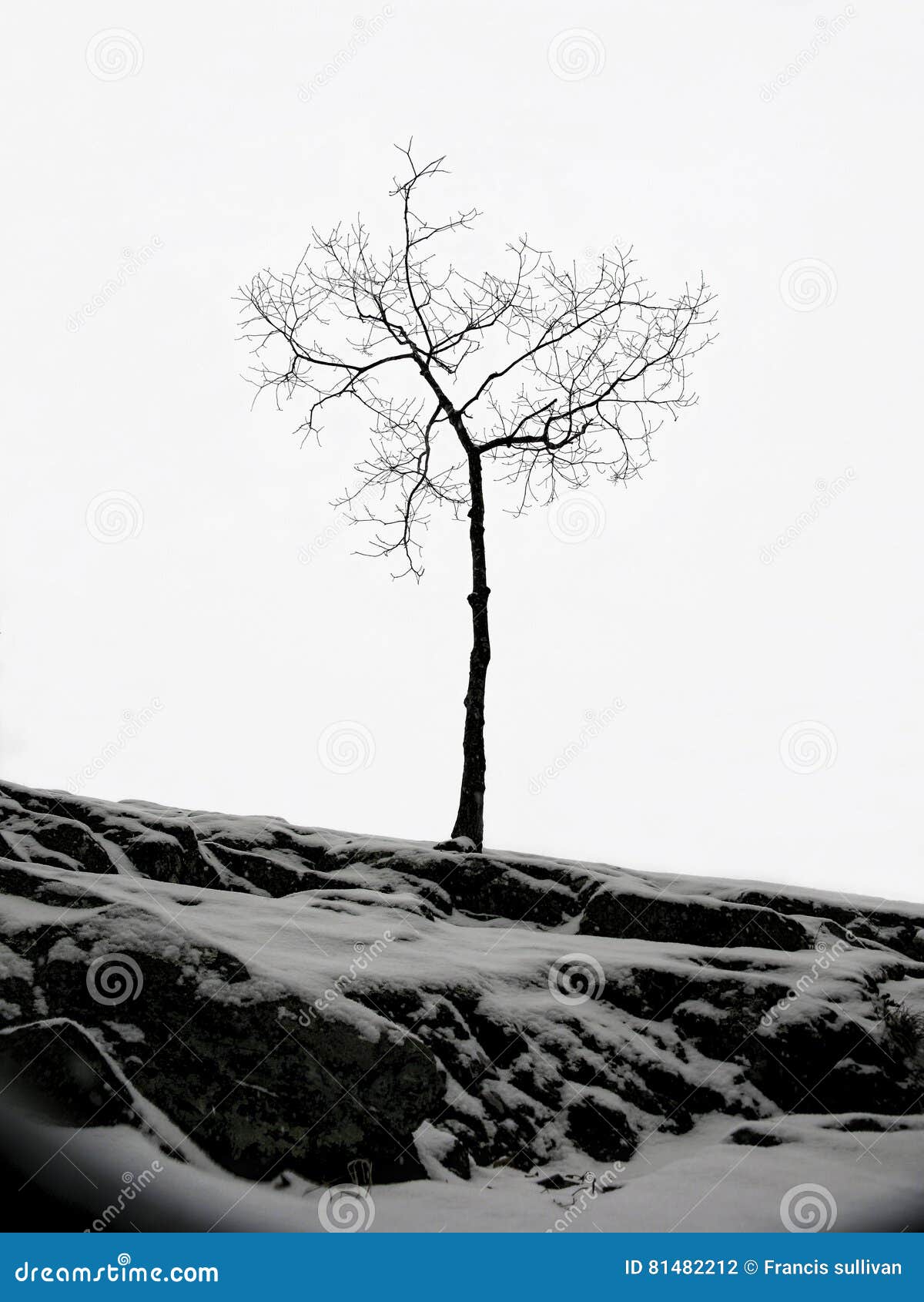 Lone Bare Tree in Winter stock photo. Image of lone, snow - 81482212