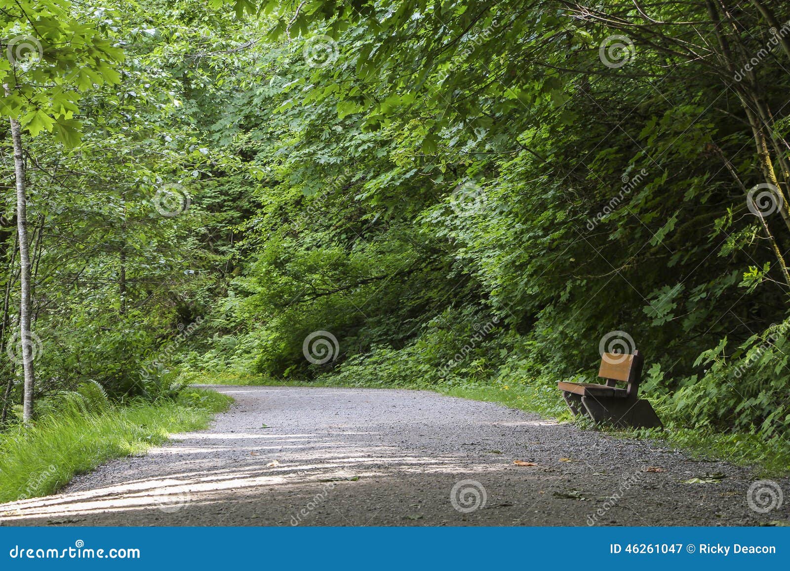 Lone Bench on a Forest Path Stock Image - Image of lone, garden: 46261047