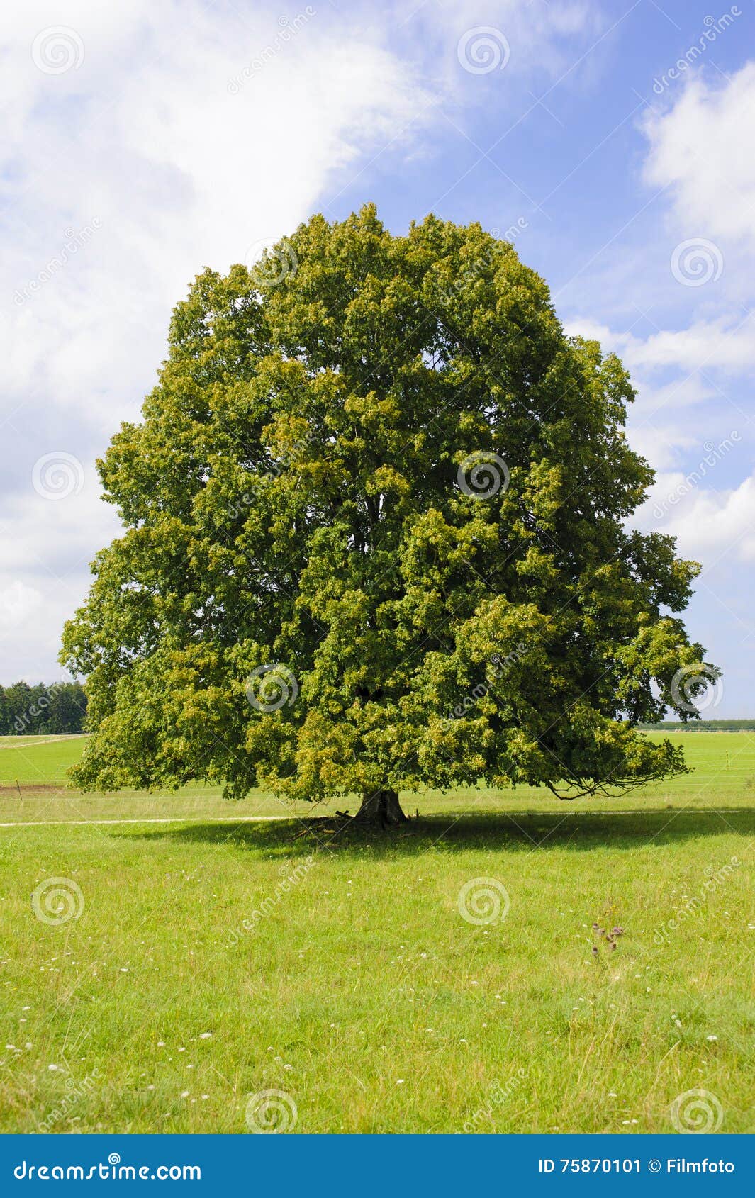 Lone Big Deciduous Tree in Field Stock Image - Image of agriculture ...