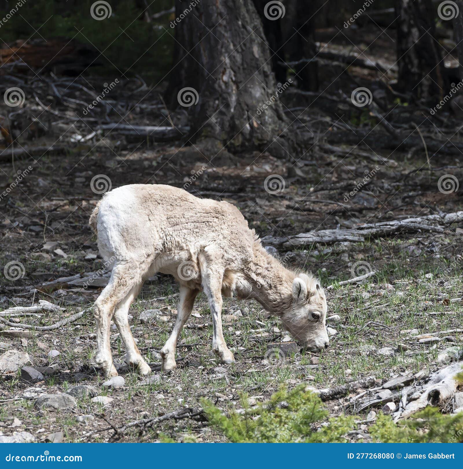 Lone Bighorn Sheep Lamb (Ovis Canadensis) in a Forest Stock Photo ...