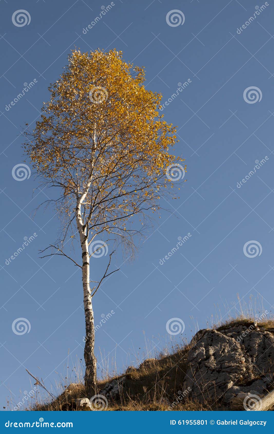 Lone birch stock image. Image of grass, blue, clear, autumn - 61955801