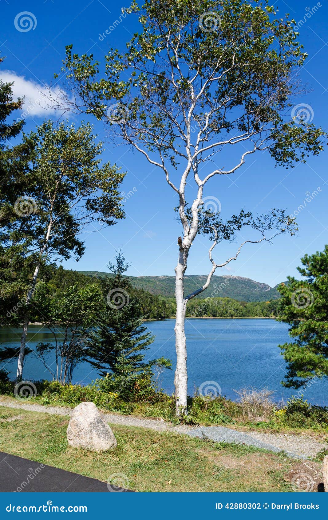 Lone Birch on Blue Lake stock photo. Image of pastoral - 42880302