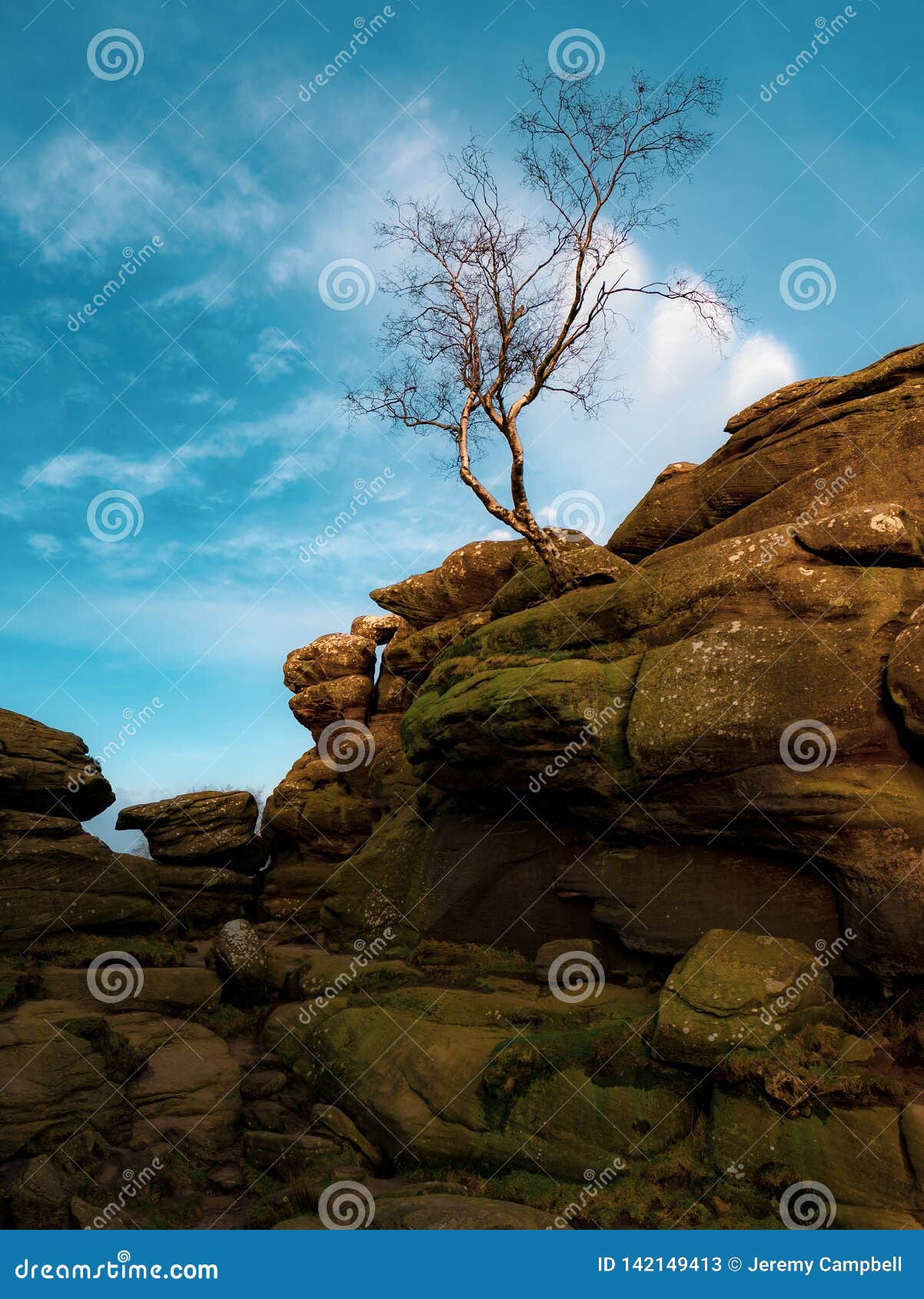 Lone Birch Tree at Brimham Rocks Stock Image - Image of rocks, rock ...
