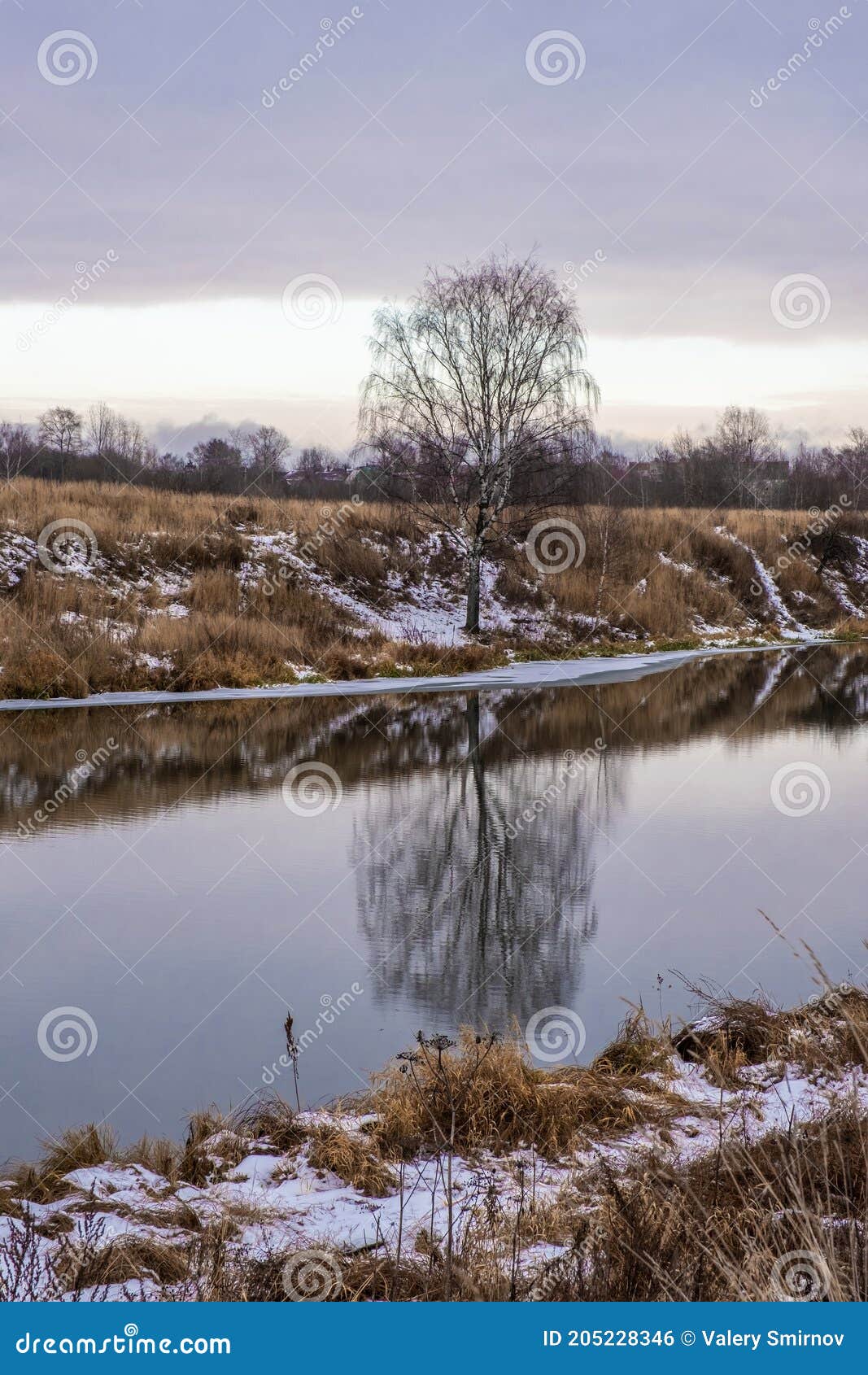 A Lone Birch Tree and Its Reflection on the Bank of a Small River on an ...