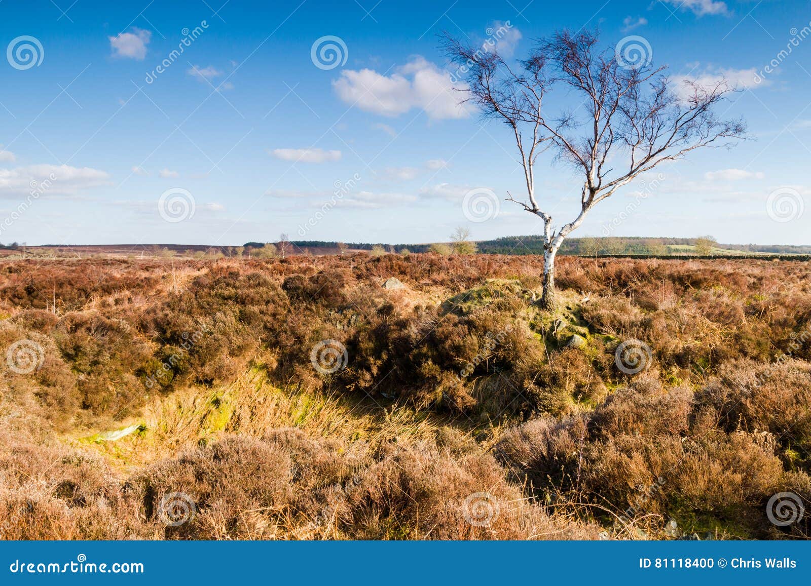 Lone Birch Tree at Rowseley Moor Stock Photo - Image of tree, hillside ...