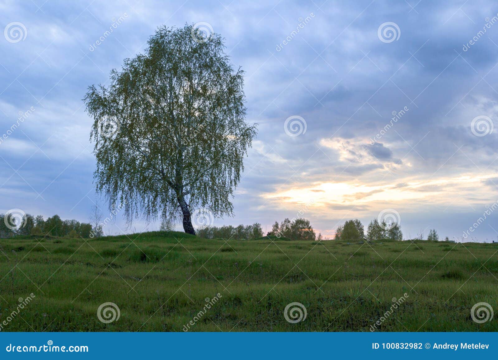 A Lone Birch Tree Stands in a Field Stock Photo - Image of foliage ...