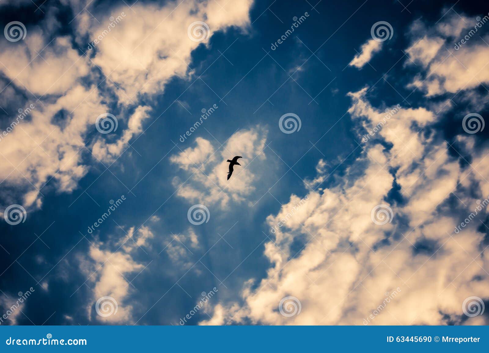Lone bird stock photo. Image of bird, scenic, clouds - 63445690