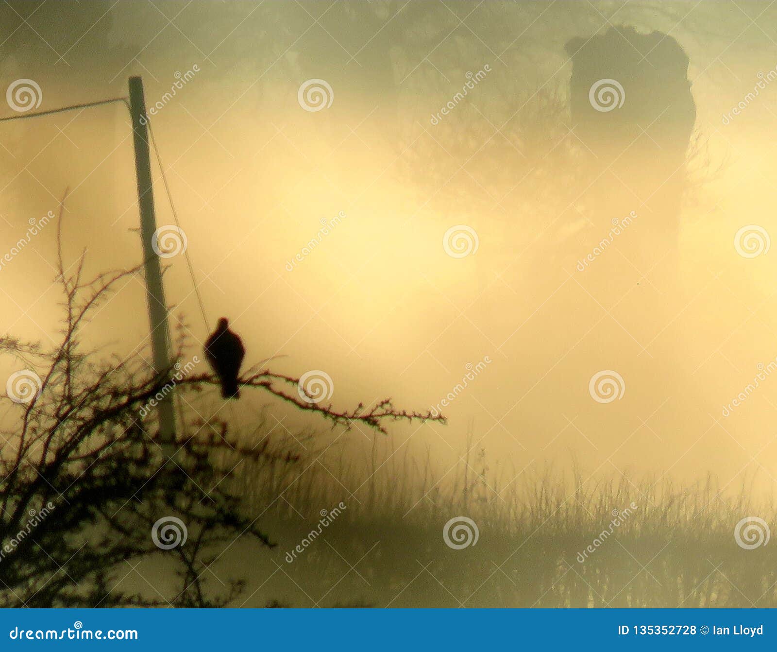 Lone bird in misty scene stock photo. Image of lights - 135352728