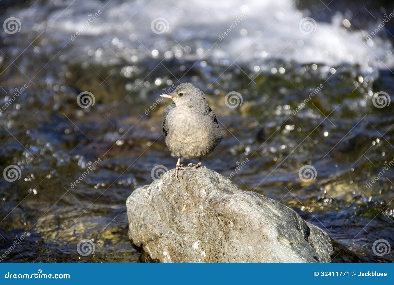 Lone bird on river rock stock image. Image of small, watching - 32411771