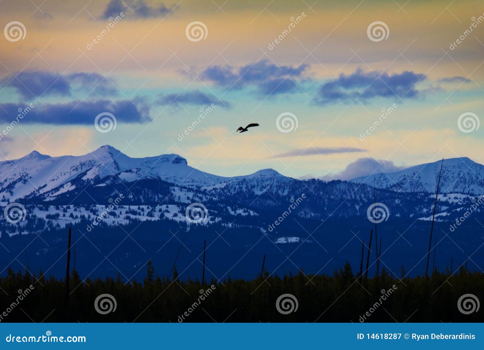 A Lone Bird Soars Above Yellowstone Stock Image - Image of animal ...