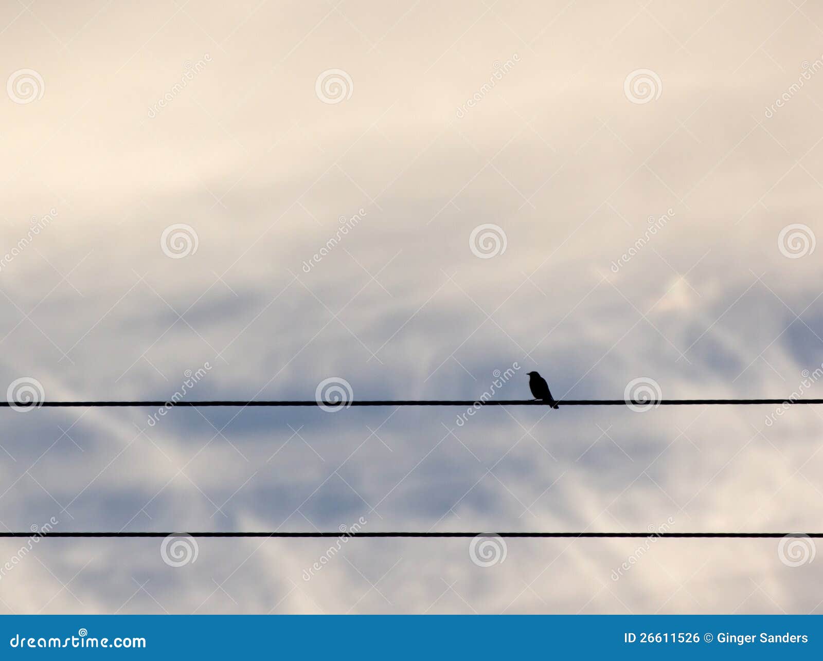 Lone Bird on Wires in Clouds Stock Photo - Image of afternoon, outdoors ...