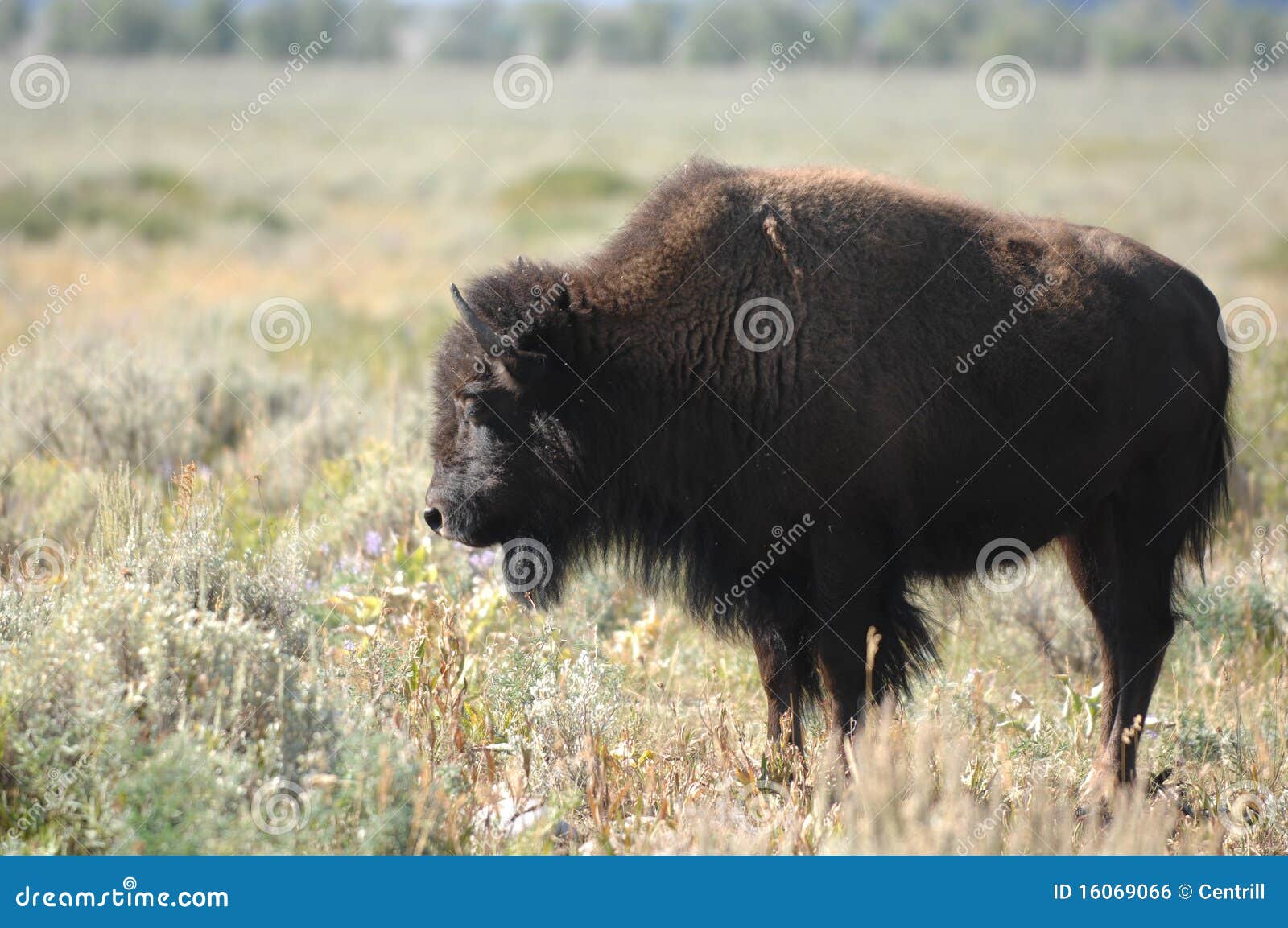 Lone Bison stock photo. Image of mammal, teton, prairie - 16069066