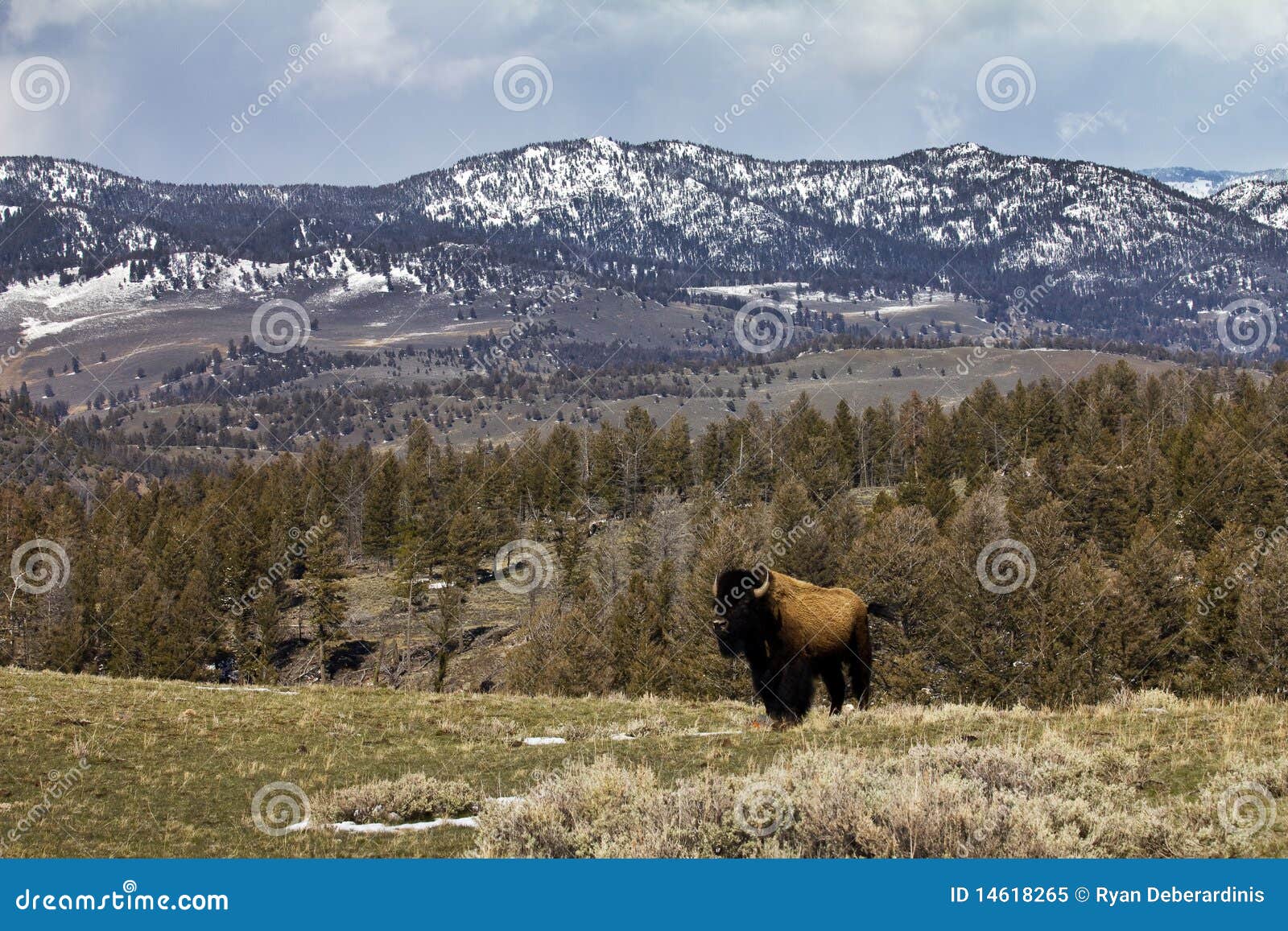 Lone Bison Standing on Ridge Stock Image - Image of individual ...