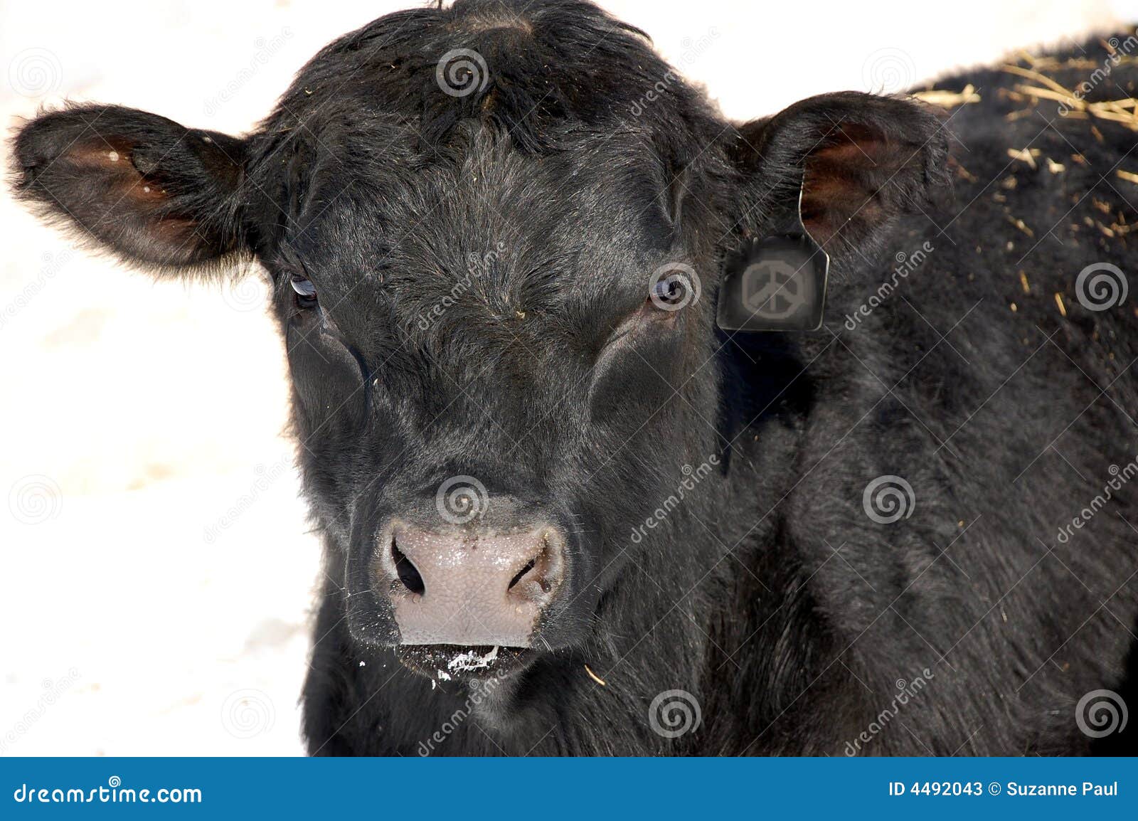 Black Angus Bull Profile With Negative Space Stock Image ...