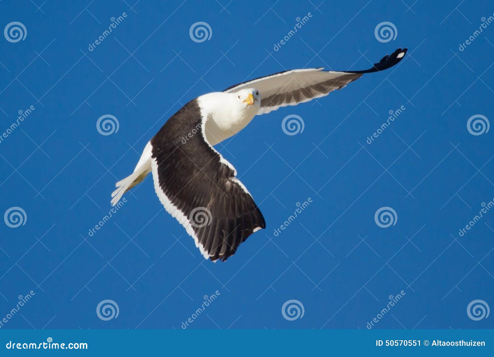 Lone Black Back Gull Flying in Bright Blue Sky Stock Image - Image of ...