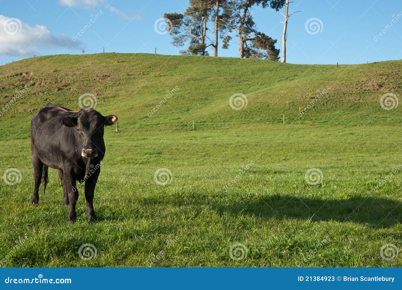 Lone black cow in paddock. stock image. Image of black - 21384923