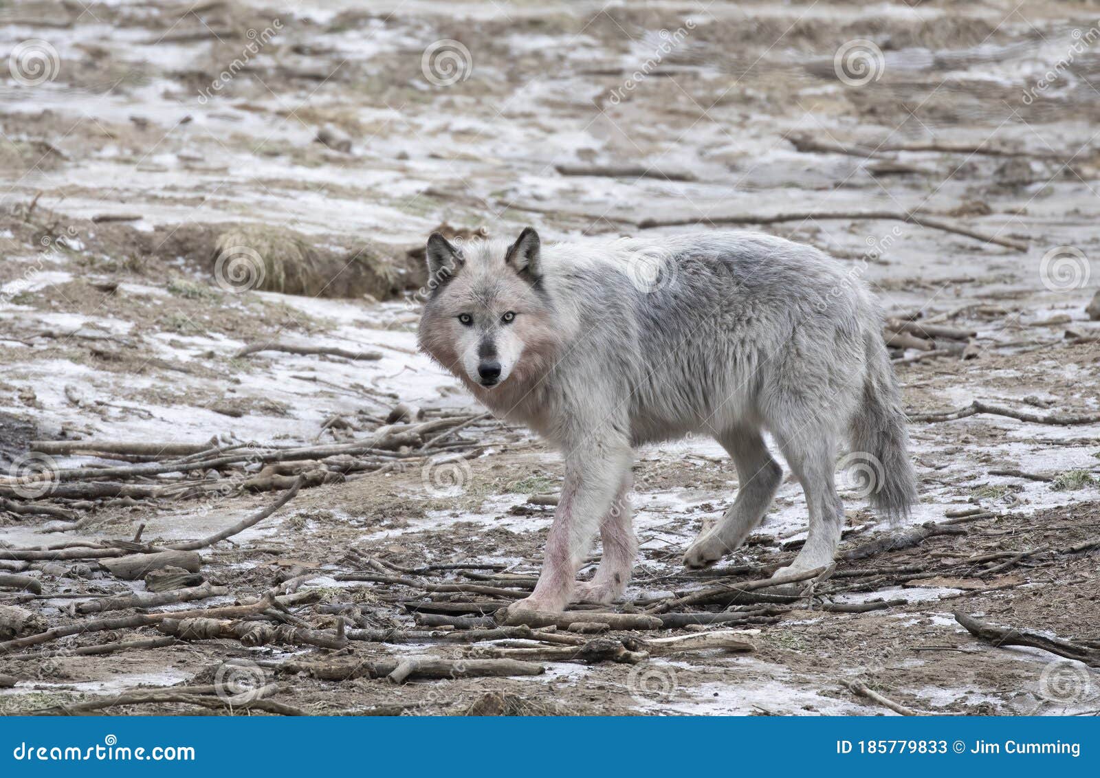 Lone Black Wolf Walking in Winter in Canada Stock Image - Image of ...