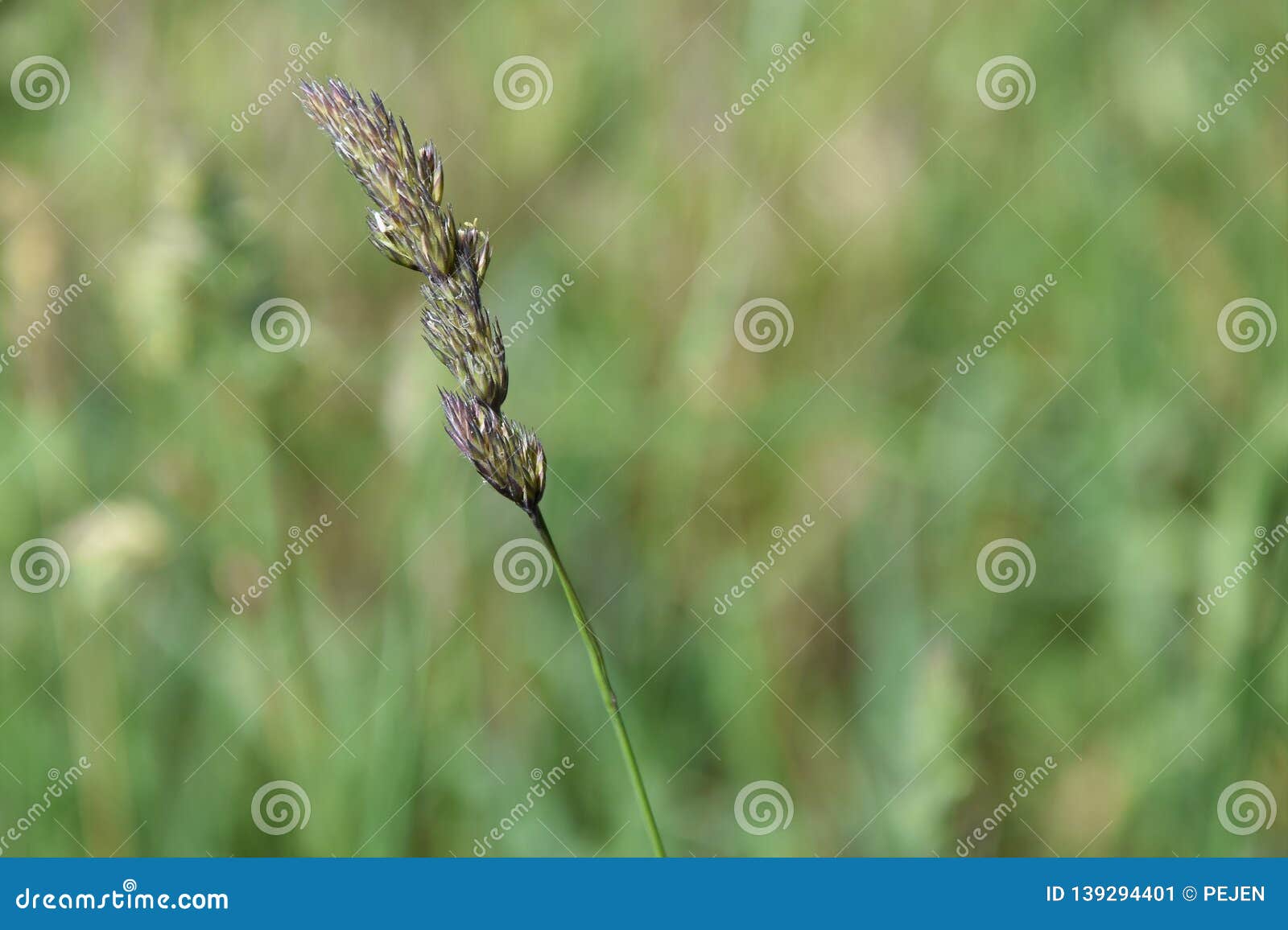 A Lone Blade of Flowering Grass on a Meadow Stock Image - Image of ...
