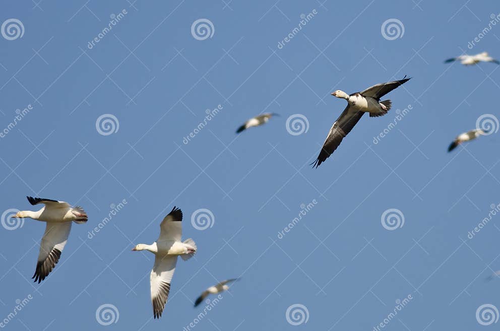 Lone Blue Goose Flying in a Blue Sky Stock Image - Image of waterfowl ...