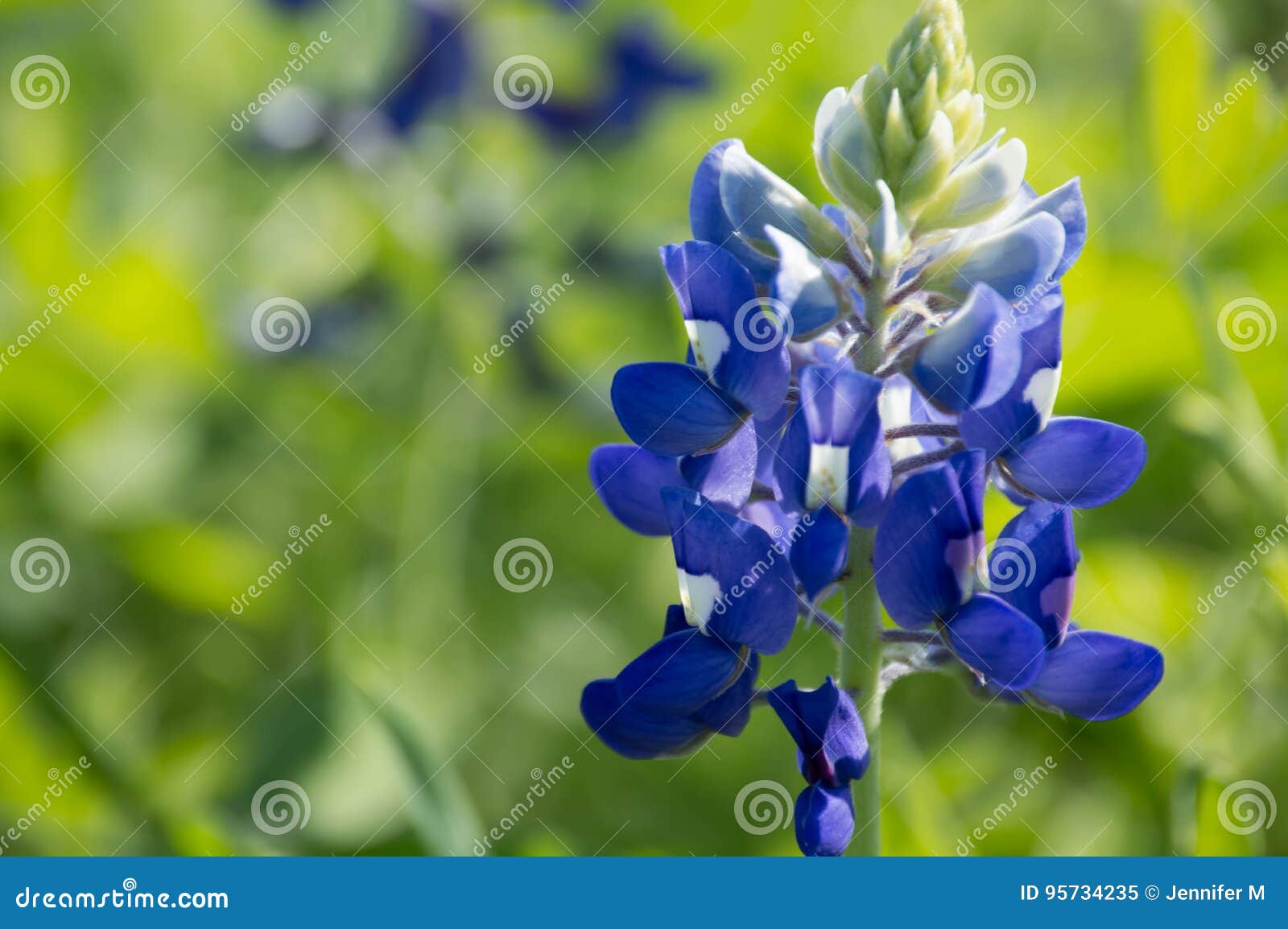 Lone bluebonnet stock image. Image of close, spring, blooming - 95734235