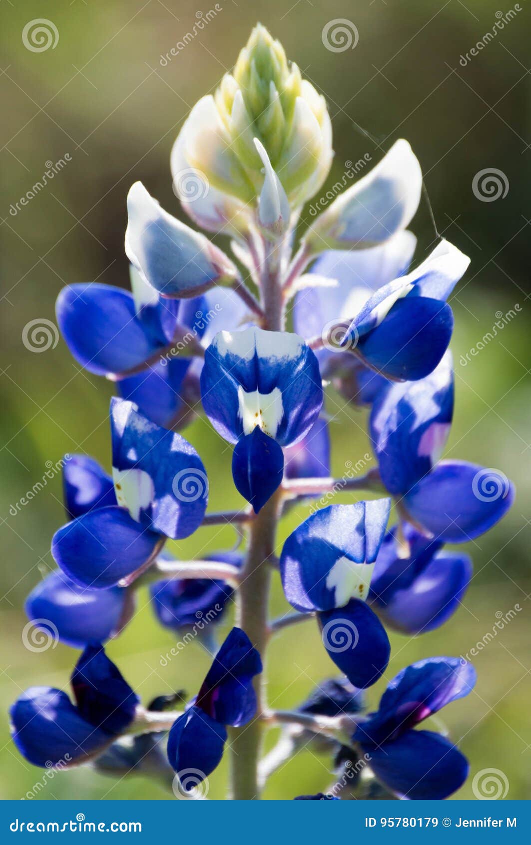 Lone bluebonnet stock image. Image of nature, single - 95780179