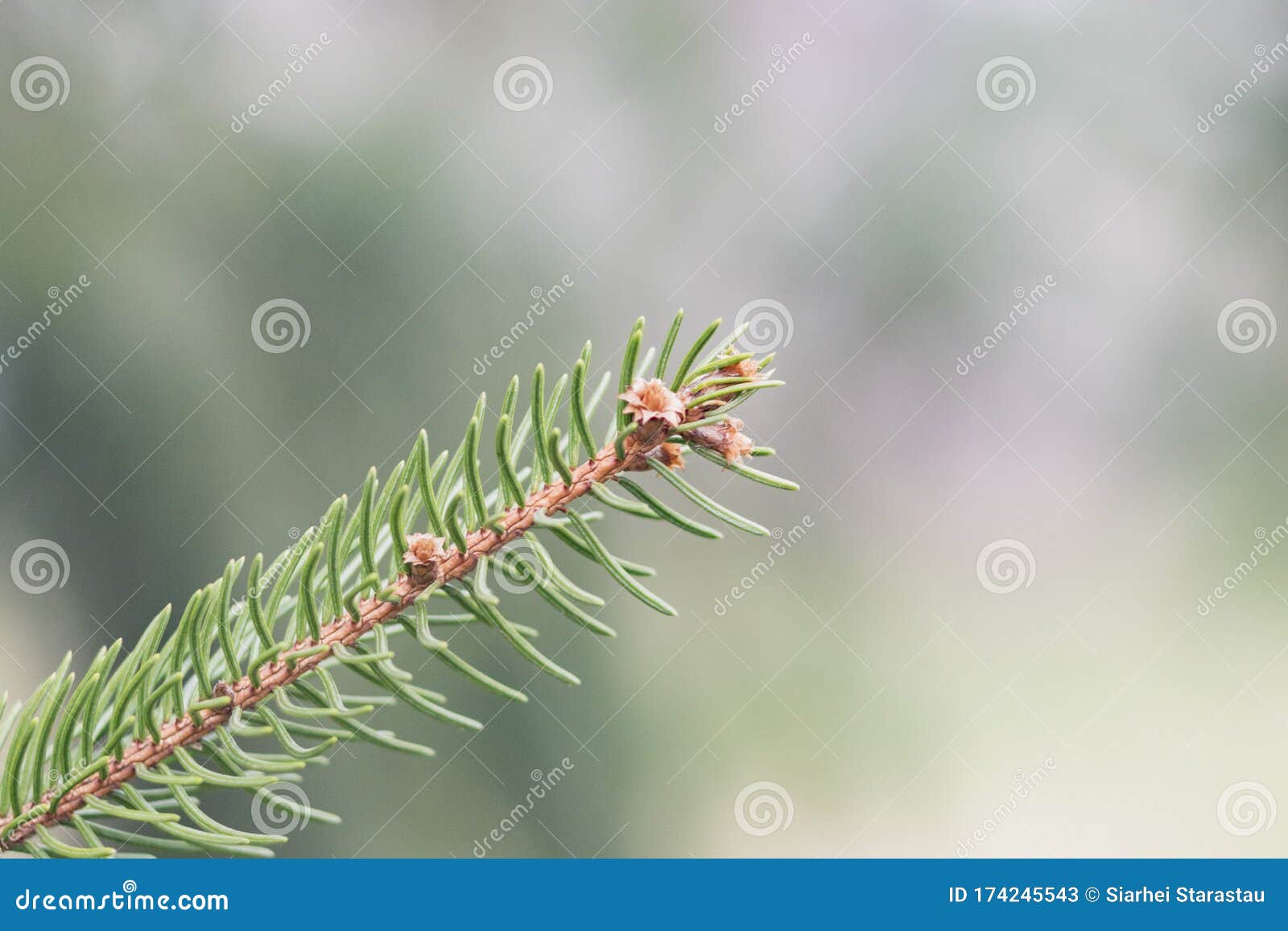 A Lone Branch from a Pine Tree Stock Image - Image of blue, live: 174245543