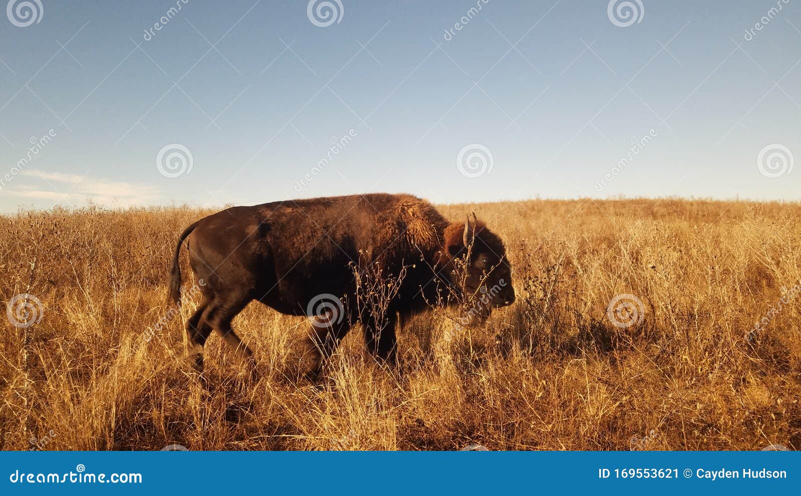 A Lone Buffalo stock image. Image of prairie, buffalo - 169553621