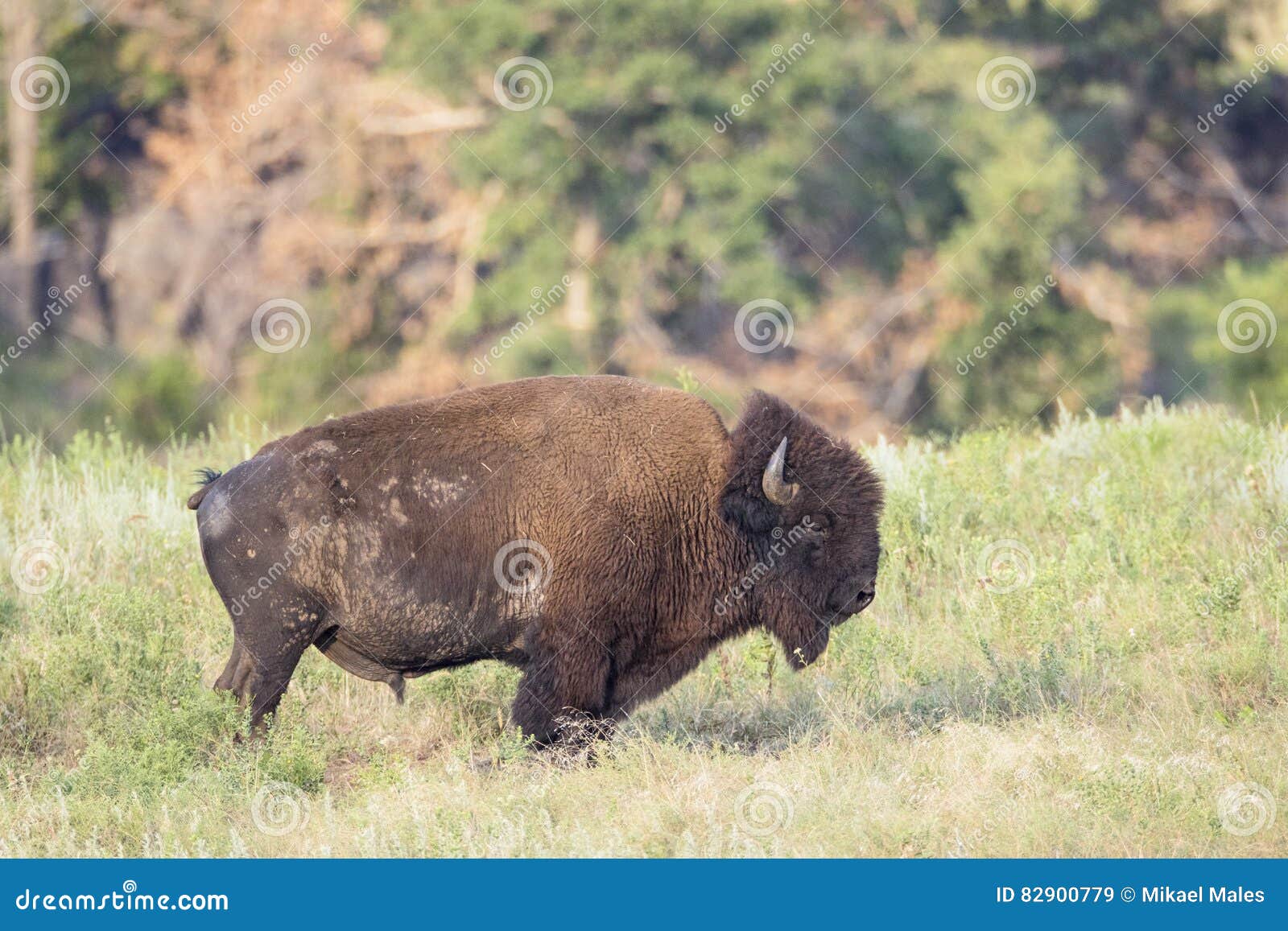 Lone buffalo bull stock image. Image of animal, buffalo - 82900779