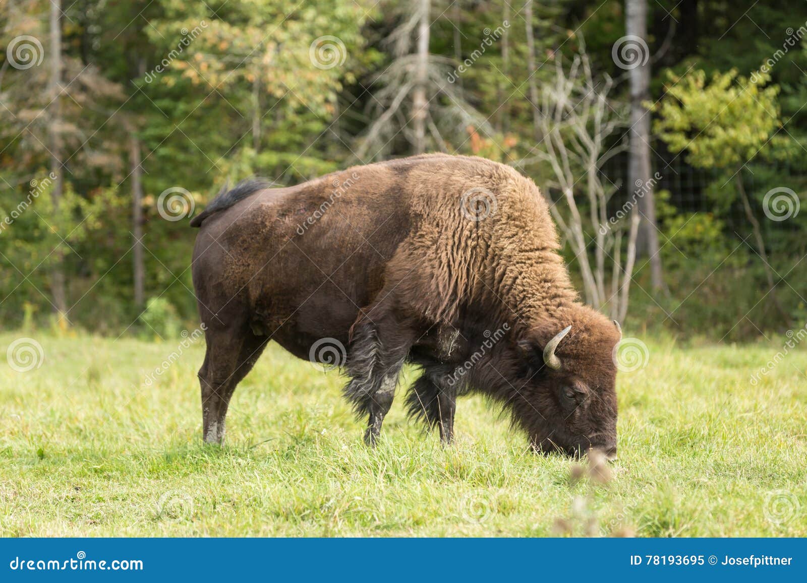A Lone Buffalo in the Woods Stock Image - Image of eating, america ...