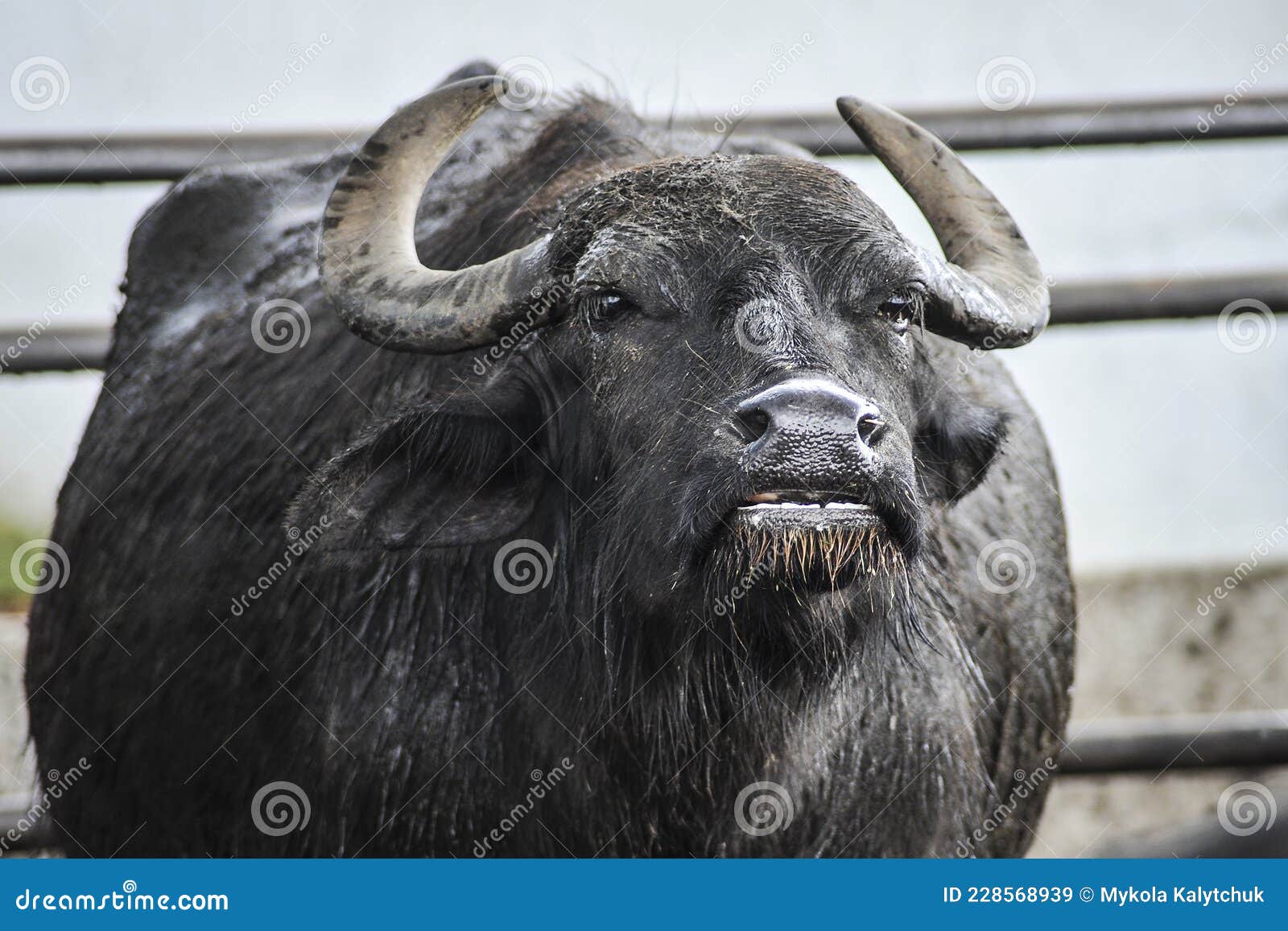 A Lone Bull Buffalo with Big Curved Horns on a Farm Stock Image - Image ...
