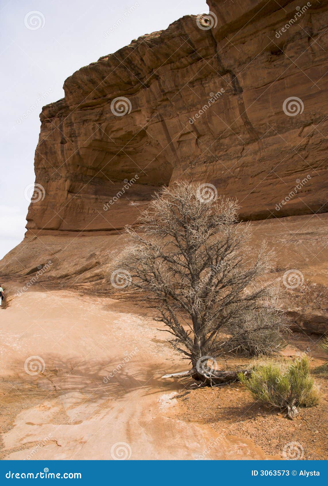 Lone Bush stock image. Image of isolated, stone, tree - 3063573