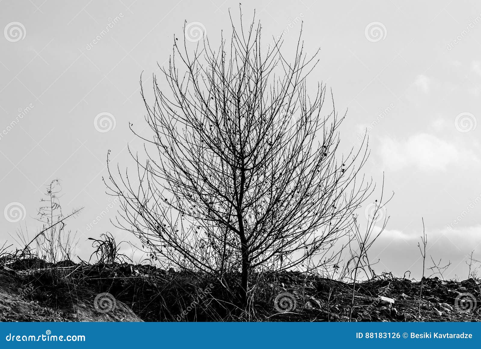 Lone Bush in a Deserted Area in BW Stock Photo - Image of abandoned ...