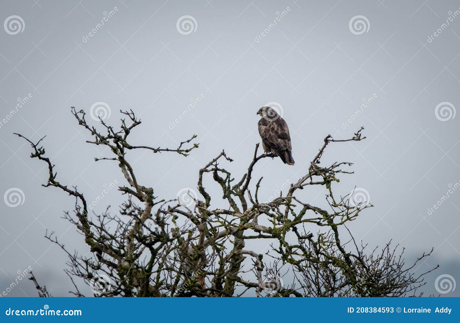 A Lone Buzzard Perching in a Tree Stock Image - Image of colors, beak ...