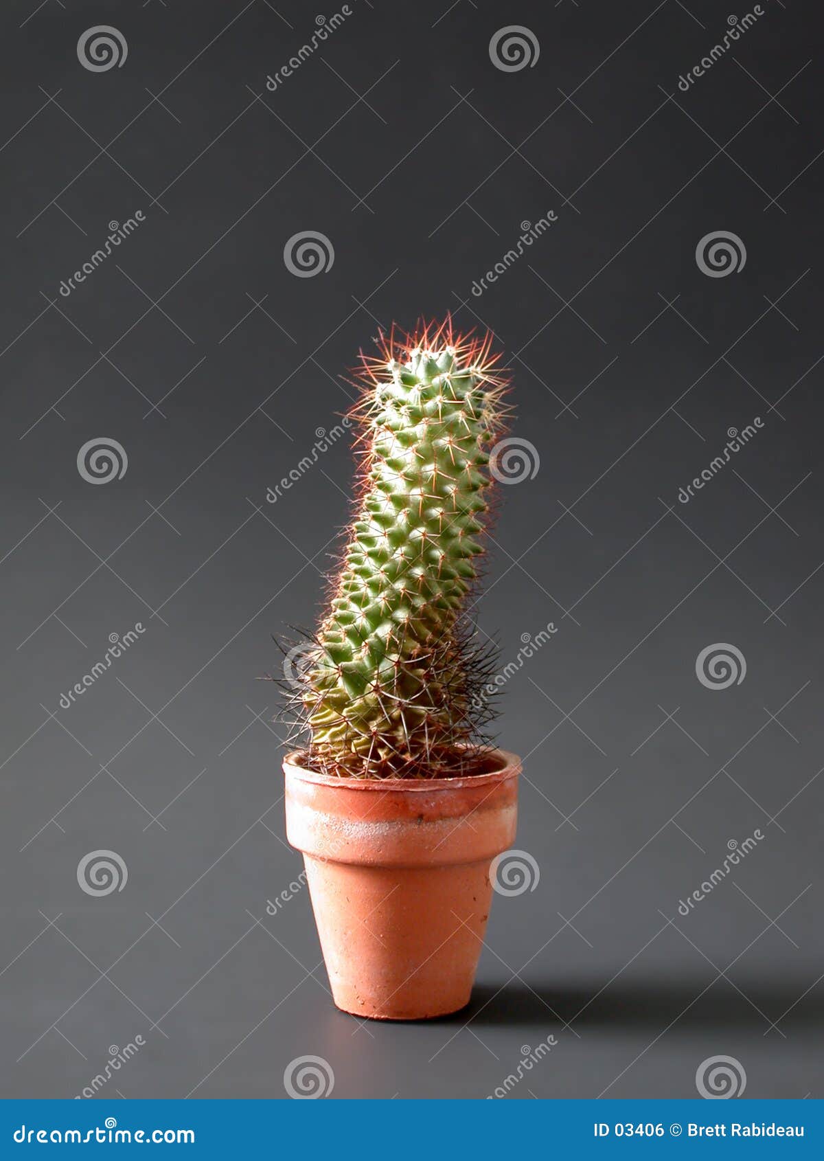 Lone Cactus stock photo. Image of plant, teracotta, cactus - 3406