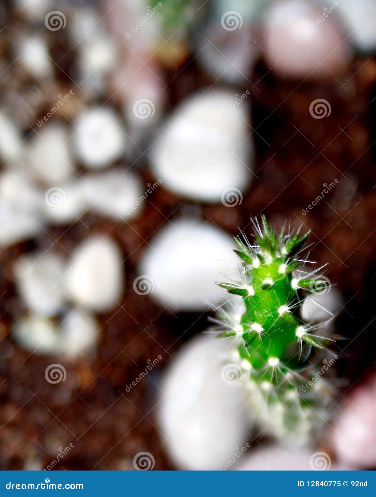 Lone cactus stock image. Image of care, herbal, acantha - 12840775