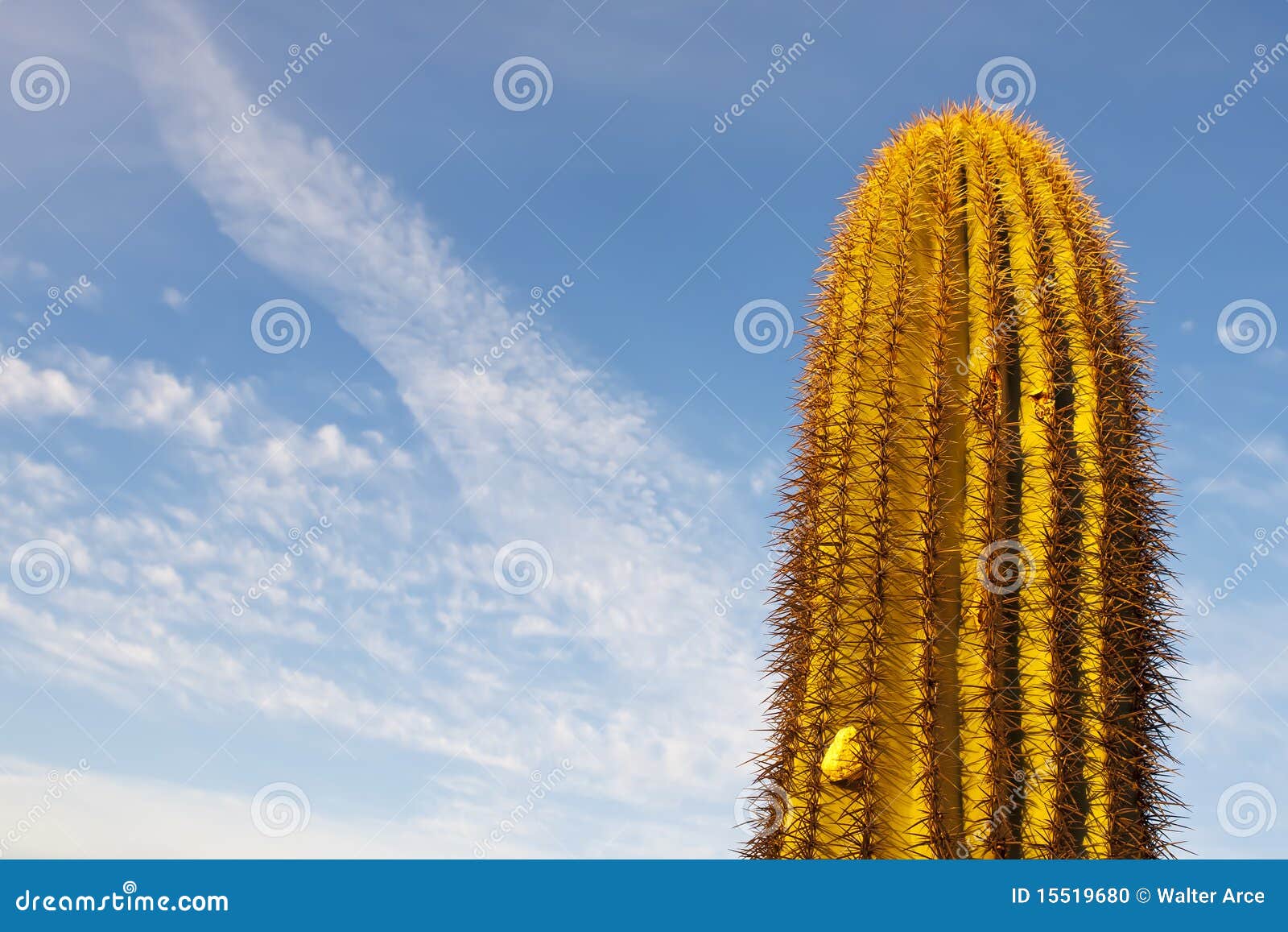 Lone Cactus stock photo. Image of mountains, national - 15519680
