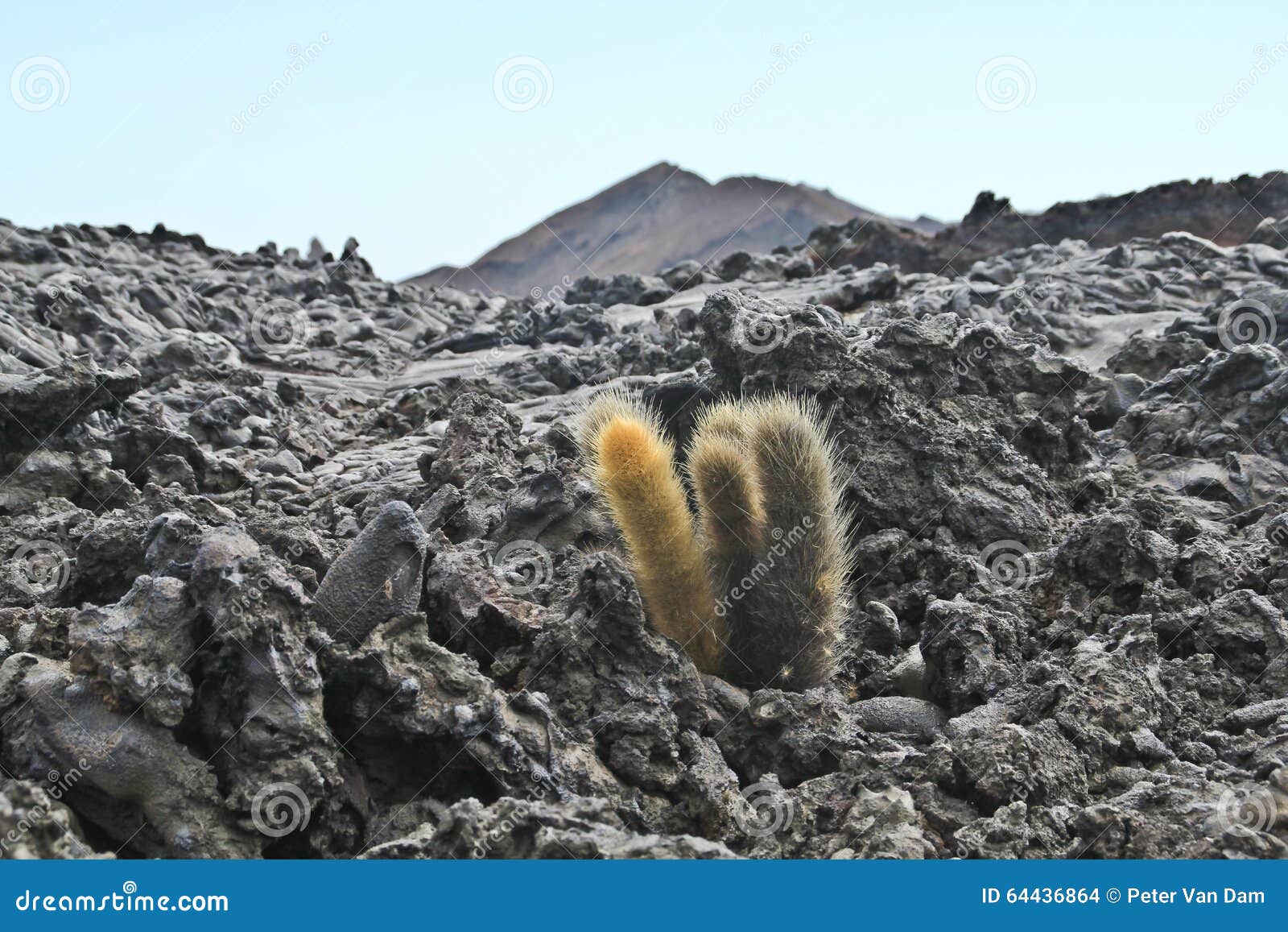 Lone Cactus on a Lava Field Stock Photo - Image of grey, colonize: 64436864