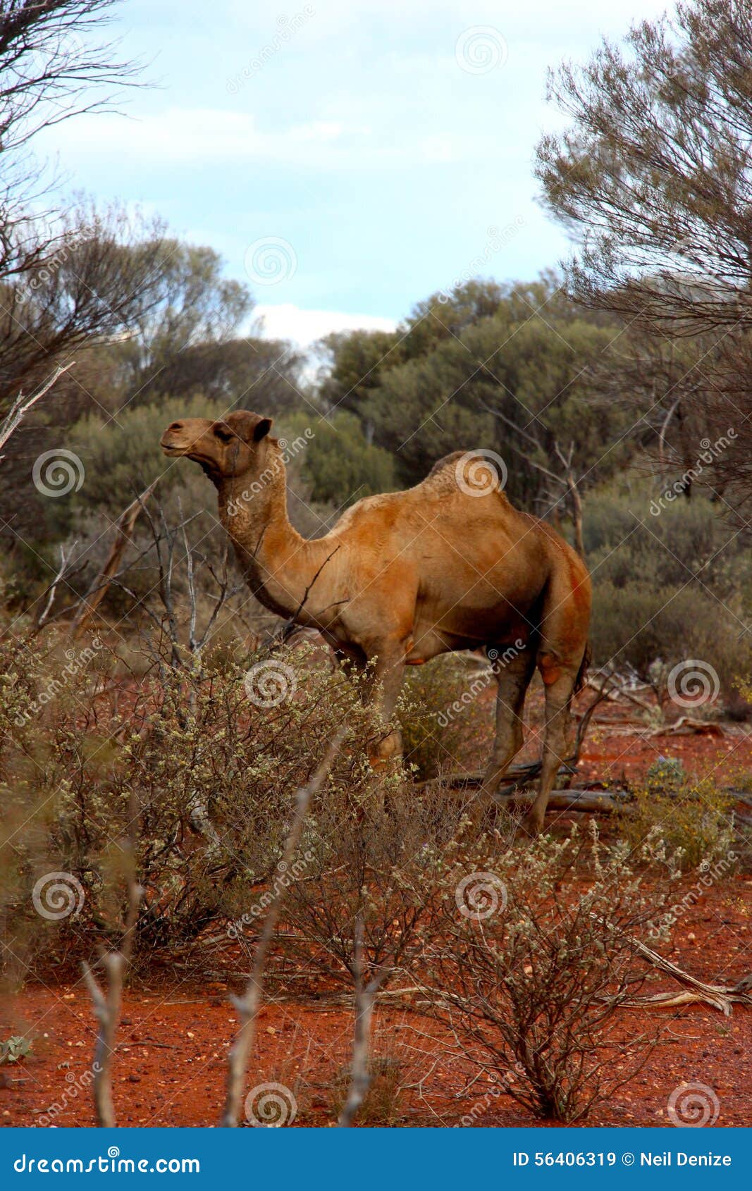 Lone Camel in the Australian Desert Stock Image - Image of group ...