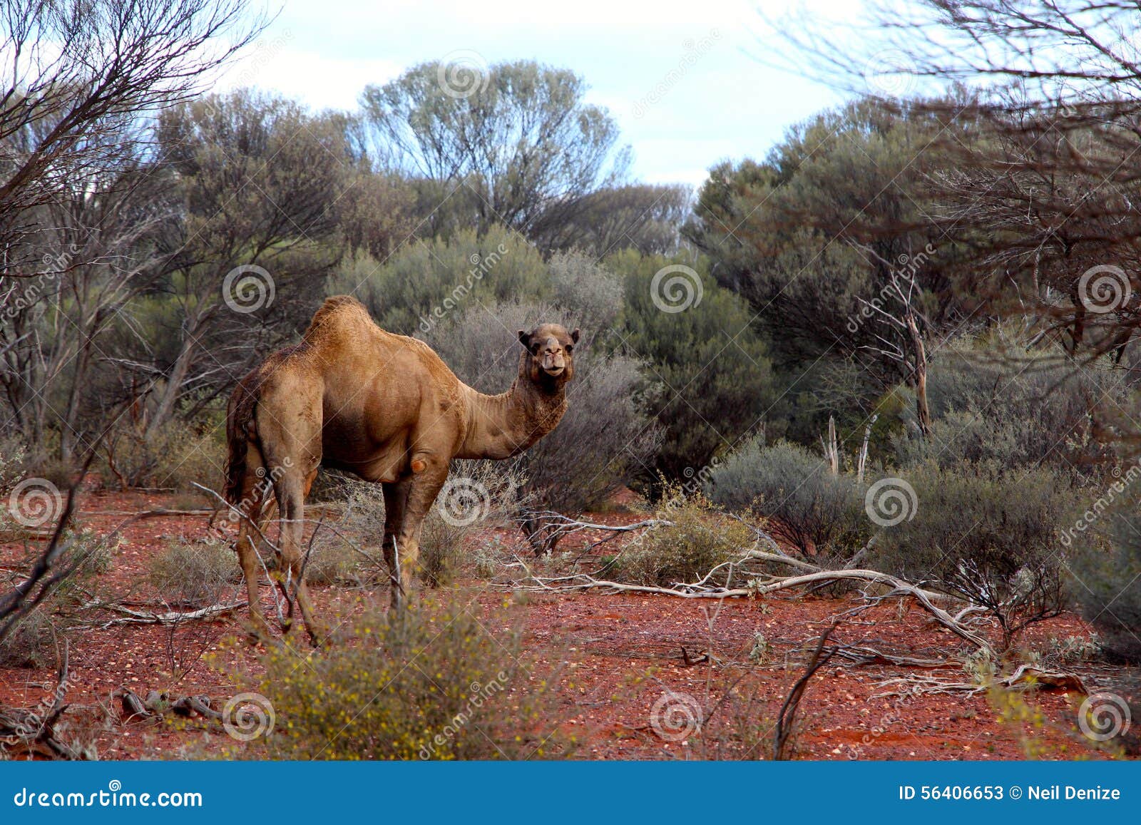 Lone Camel in the Australian Desert Stock Image - Image of animal ...